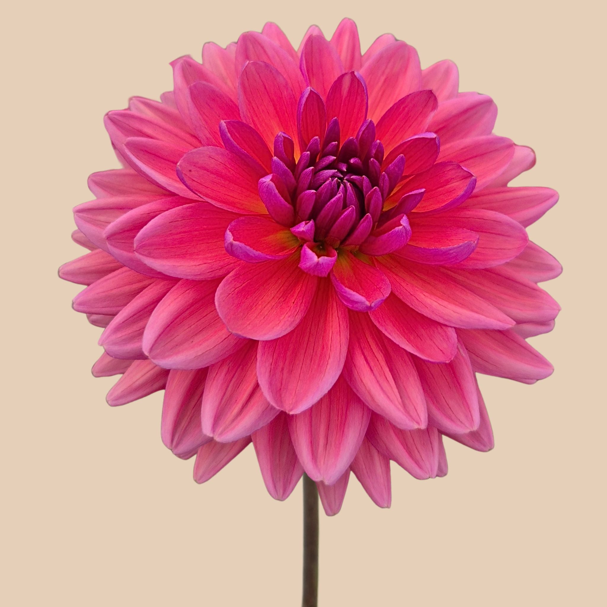Dutch Pearl Dahlia