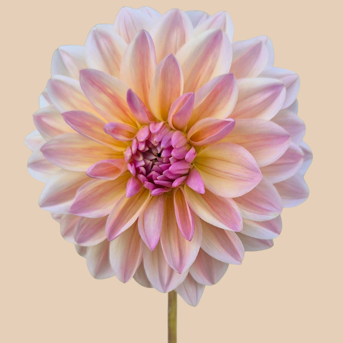 Dahlia 'Sturm Sweet Maria' | Apricot-pink dahlia 12 cm – The Blooming Company