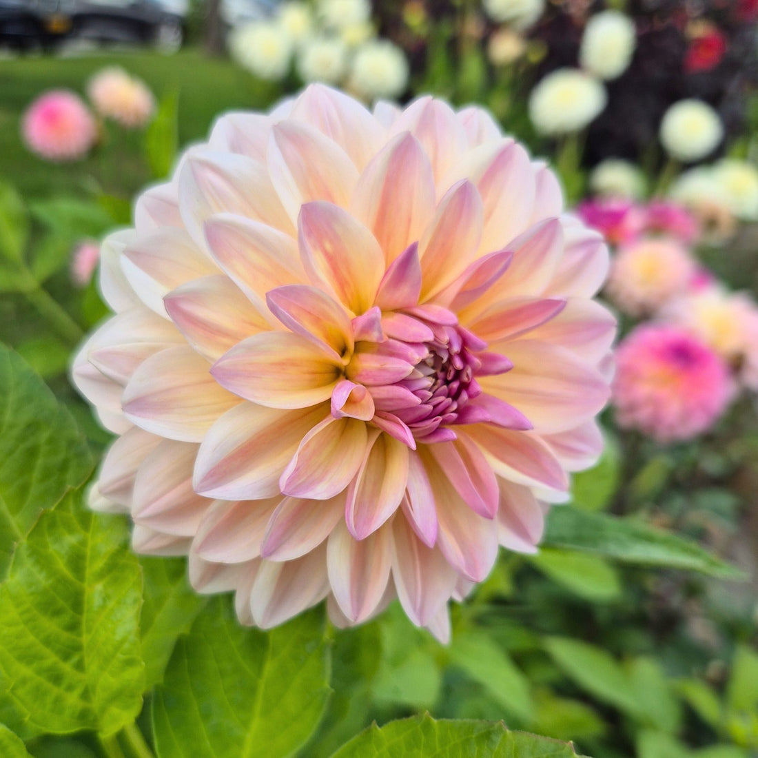Dahlia 'Sturm Sweet Maria' | Apricot-pink dahlia 12 cm – The Blooming Company