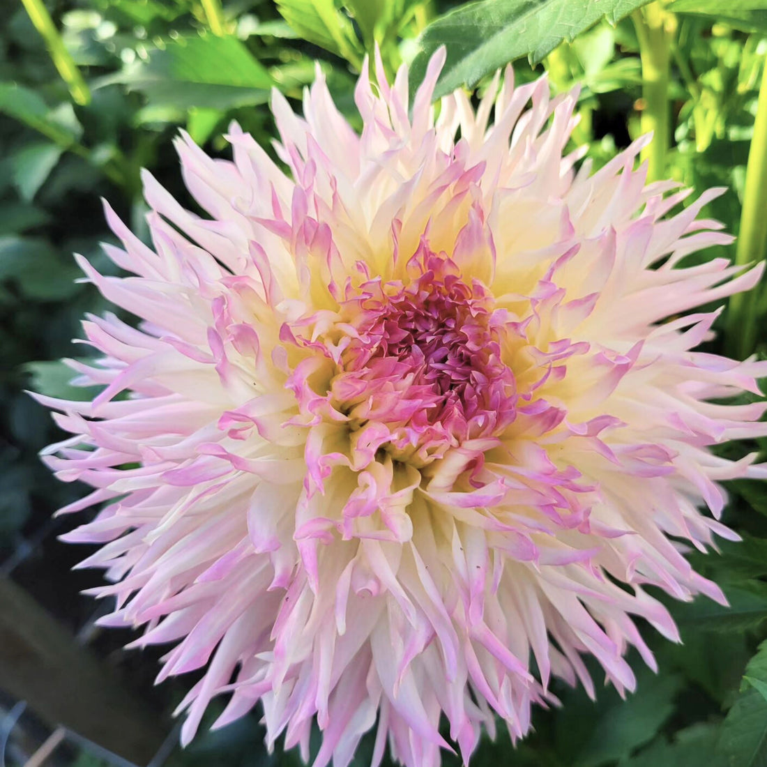 Dahlia 'Nadia Ruth' | Fluffy cactus dahlia in pastel pink – The Blooming Company